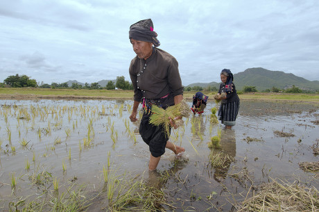 250 Female rice farmer Stock Pictures, Editorial Images and Stock ...