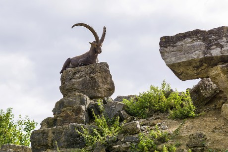 500 Steinbock Stock Pictures, Editorial Images and Stock Photos ...