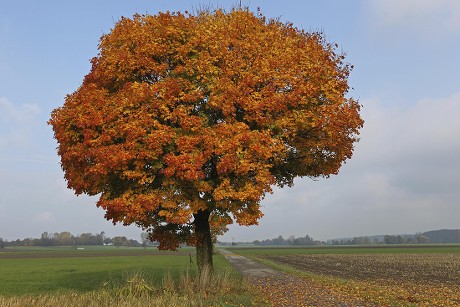 83 Acer platanoides Stock Pictures, Editorial Images and Stock Photos ...