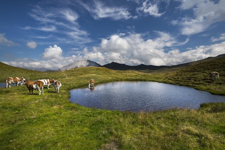 250 Eastern taurus Stock Pictures, Editorial Images and Stock Photos ...