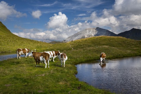 250 Eastern taurus Stock Pictures, Editorial Images and Stock Photos ...
