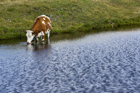 250 Eastern taurus Stock Pictures, Editorial Images and Stock Photos ...