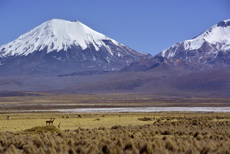 Snowcovered Volcanoes Pomerape Parinacota Vicunas Vicugnas Editorial ...