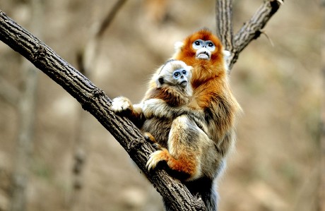 Golden Monkeys Foping Giant Panda Valley Editorial Stock Photo - Stock ...
