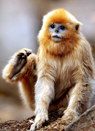 Golden Monkeys Foping Giant Panda Valley Editorial Stock Photo - Stock ...
