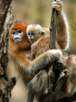 Golden Monkeys Foping Giant Panda Valley Editorial Stock Photo - Stock ...