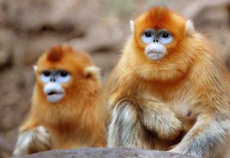 Golden Monkeys Foping Giant Panda Valley Editorial Stock Photo - Stock ...