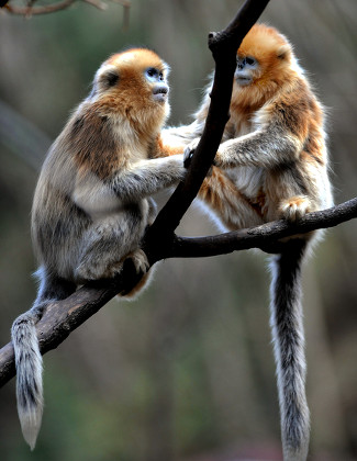 Golden Monkeys Foping Giant Panda Valley Editorial Stock Photo - Stock ...