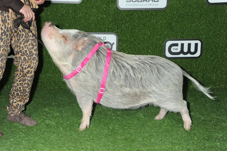 Amy Trotter Pig Editorial Stock Photo - Stock Image | Shutterstock