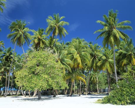 20 Bandos Stock Pictures, Editorial Images and Stock Photos | Shutterstock
