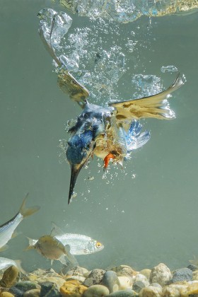 Kingfisher Diving Into Water Catch Fish Editorial Stock Photo - Stock ...