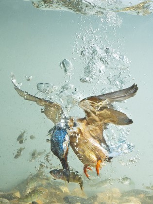 Kingfisher Diving Into Water Catch Fish Editorial Stock Photo - Stock ...
