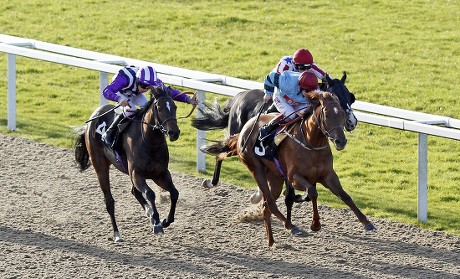 imágenes de Horse Racing - 16 Jan 2016 - Imágenes de stock, imágenes ...
