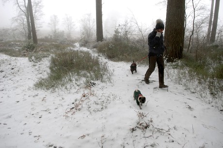 Woman Walks Her Dogs Snow On Editorial Stock Photo - Stock Image ...