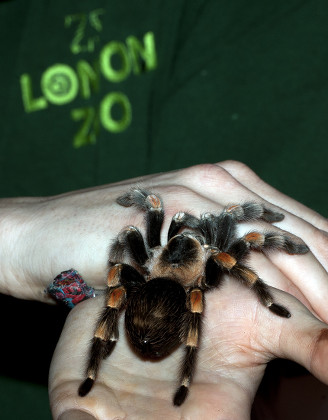 Mexican Red Knee Spiders Counted London Editorial Stock Photo - Stock ...