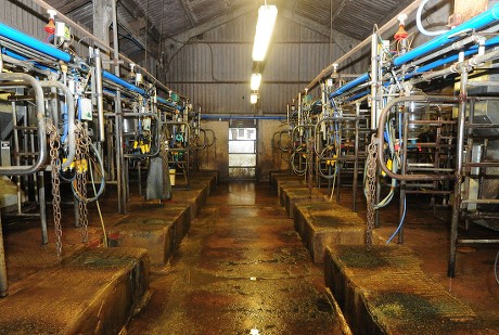 Kent Uk 12012015 2015 Milking Barn Editorial Stock Photo - Stock Image ...