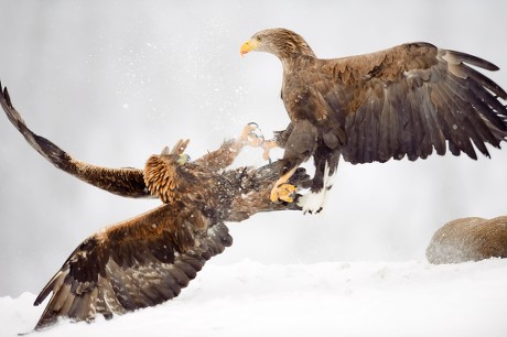 Golden Eagle Sea Eagle Fighting Editorial Stock Photo - Stock Image ...