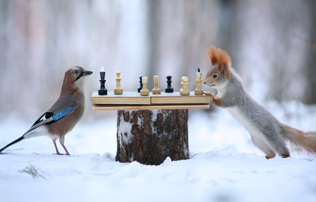 Jay Bird Squirrel Appear Play Chess Editorial Stock Photo - Stock Image ...