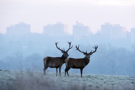 Deer Freezing Frost Richmond Park Editorial Stock Photo - Stock Image ...