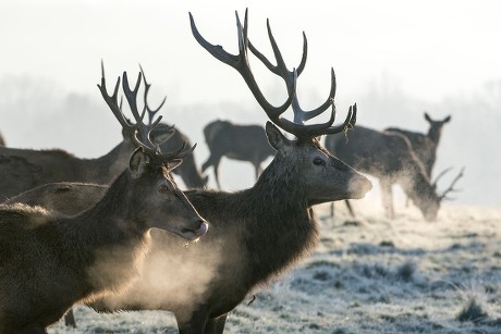 Deer Freezing Frost Richmond Park Editorial Stock Photo - Stock Image ...