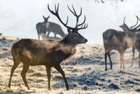 Deer Freezing Frost Richmond Park Editorial Stock Photo - Stock Image ...