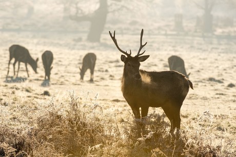 Deer Freezing Frost Richmond Park Editorial Stock Photo - Stock Image ...