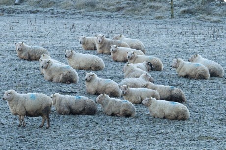 Sheep Remain Lying Down Warmth Field Editorial Stock Photo - Stock ...