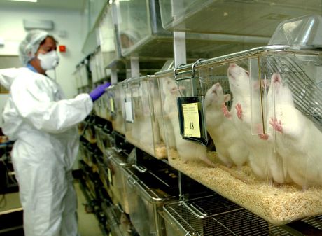 Rats Testing Huntingdon Life Sciences Editorial Stock Photo - Stock ...