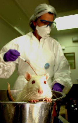 73 Laboratory rat Stock Pictures, Editorial Images and Stock Photos ...