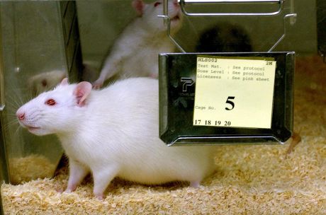 Rats Testing Huntingdon Life Sciences Editorial Stock Photo - Stock ...