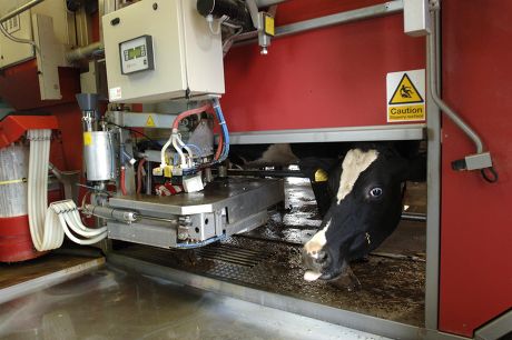 Cow Automatic Milking Machine Manor Farm Editorial Stock Photo - Stock ...