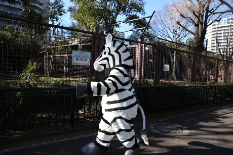 Keepers Capture Escaped Zebra During Animal Editorial Stock Photo ...