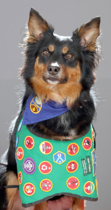 __COUNT__ imágenes de Ruby the dog who is the world's first canine Cub ...