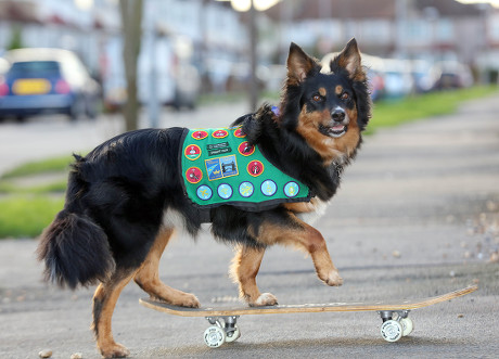 Megan Taylor Ruby Dog Editorial Stock Photo - Stock Image | Shutterstock