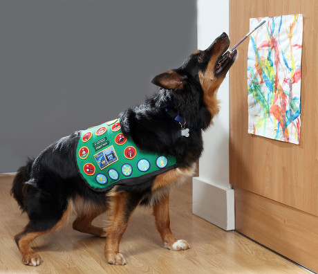 Ruby the dog who is the world's first canine Cub Scout, London, Britain ...
