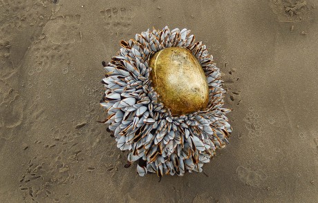 Rare Goose Barnacles Found Washed On Editorial Stock Photo - Stock ...