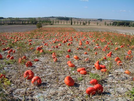 52 Pumpkin growing in a farm Stock Pictures, Editorial Images and Stock ...