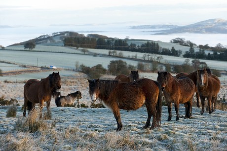 Welsh Ponies Seen Sunrise On High Editorial Stock Photo - Stock Image ...