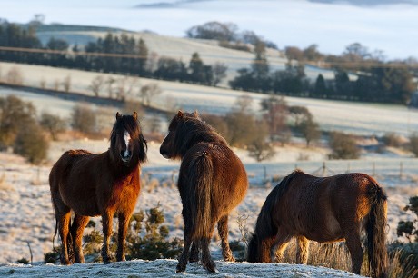 Welsh Ponies Seen Sunrise On High Editorial Stock Photo - Stock Image ...