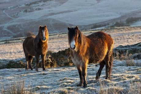Welsh Ponies Seen Sunrise On High Editorial Stock Photo - Stock Image ...