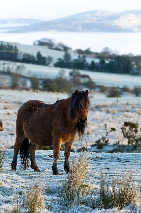 Welsh Ponies Seen Sunrise On High Editorial Stock Photo - Stock Image ...