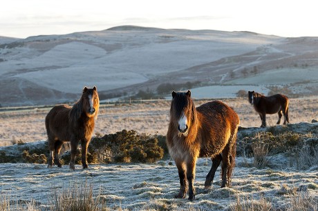 Welsh Ponies Seen Sunrise On High Editorial Stock Photo - Stock Image ...