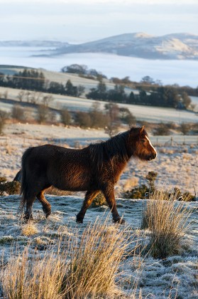 Welsh Ponies Seen Sunrise On High Editorial Stock Photo - Stock Image ...