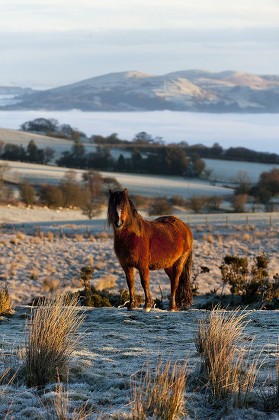 Welsh Ponies Seen Sunrise On High Editorial Stock Photo - Stock Image ...