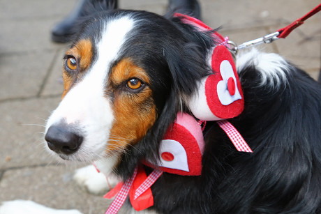 Leo Border Collie Wears Innovative Heart Editorial Stock Photo - Stock ...