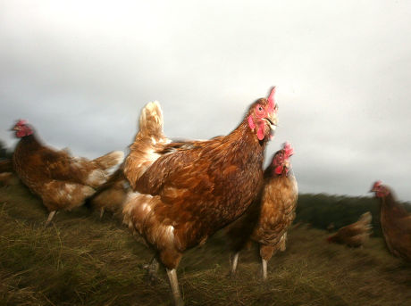Free Range Hens Boven Goldling Breed Editorial Stock Photo - Stock ...