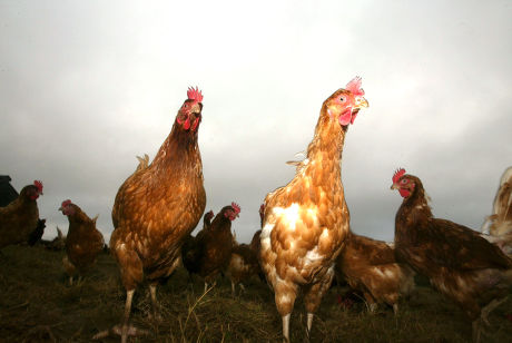 Free Range Hens Boven Goldling Breed Editorial Stock Photo - Stock ...