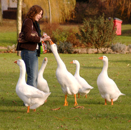 Goose On Tip Toes Fed By Editorial Stock Photo - Stock Image | Shutterstock