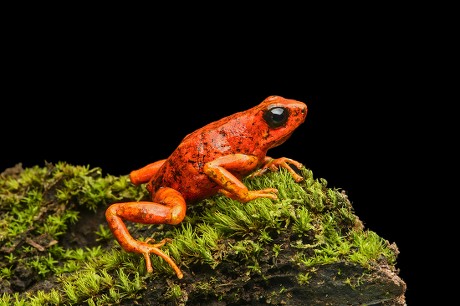 Littledevil Poison Frog Diablito Oophaga Sylvatica Editorial Stock ...