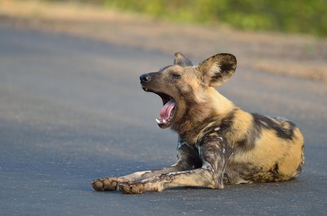 African Wild Dog African Hunting Dog Editorial Stock Photo - Stock ...